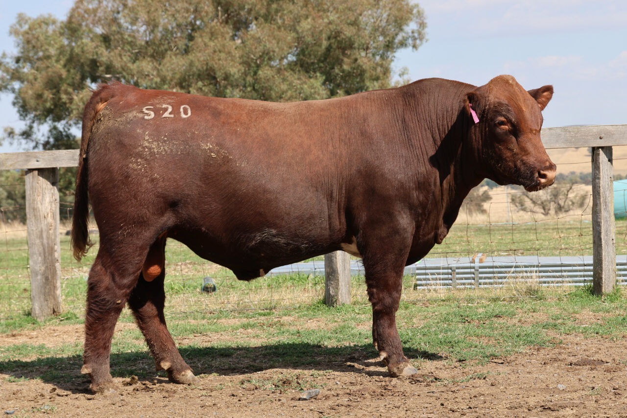 2023 NARACOORTE BULL SALE | Ronelle Park & Trojon Shorthorns