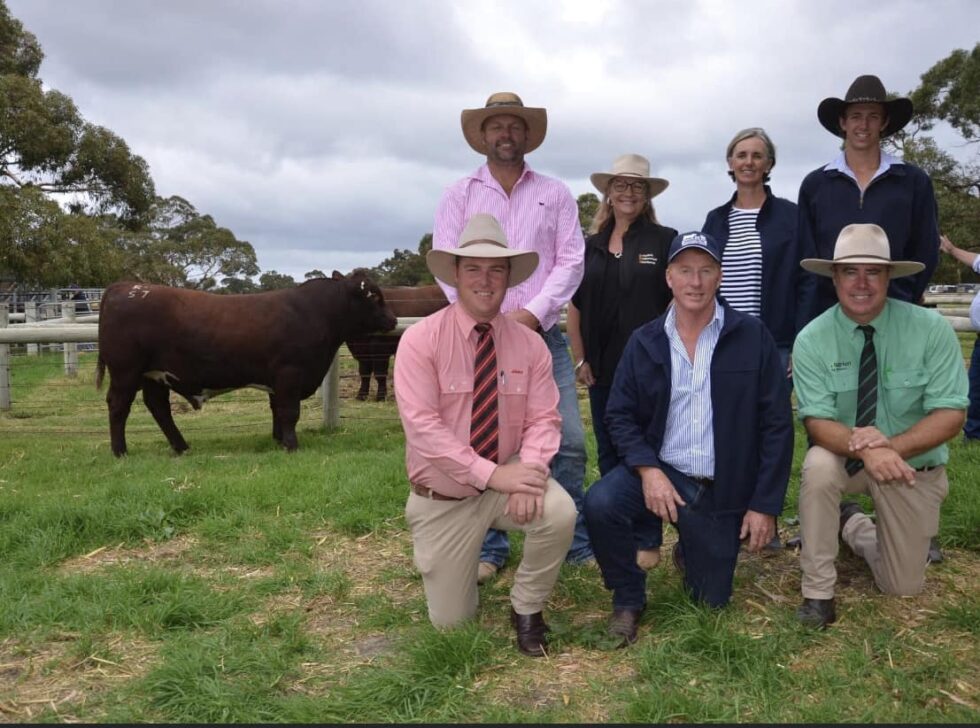 2023 – Naroacoorte sale record top price of $42,000 | Ronelle Park ...